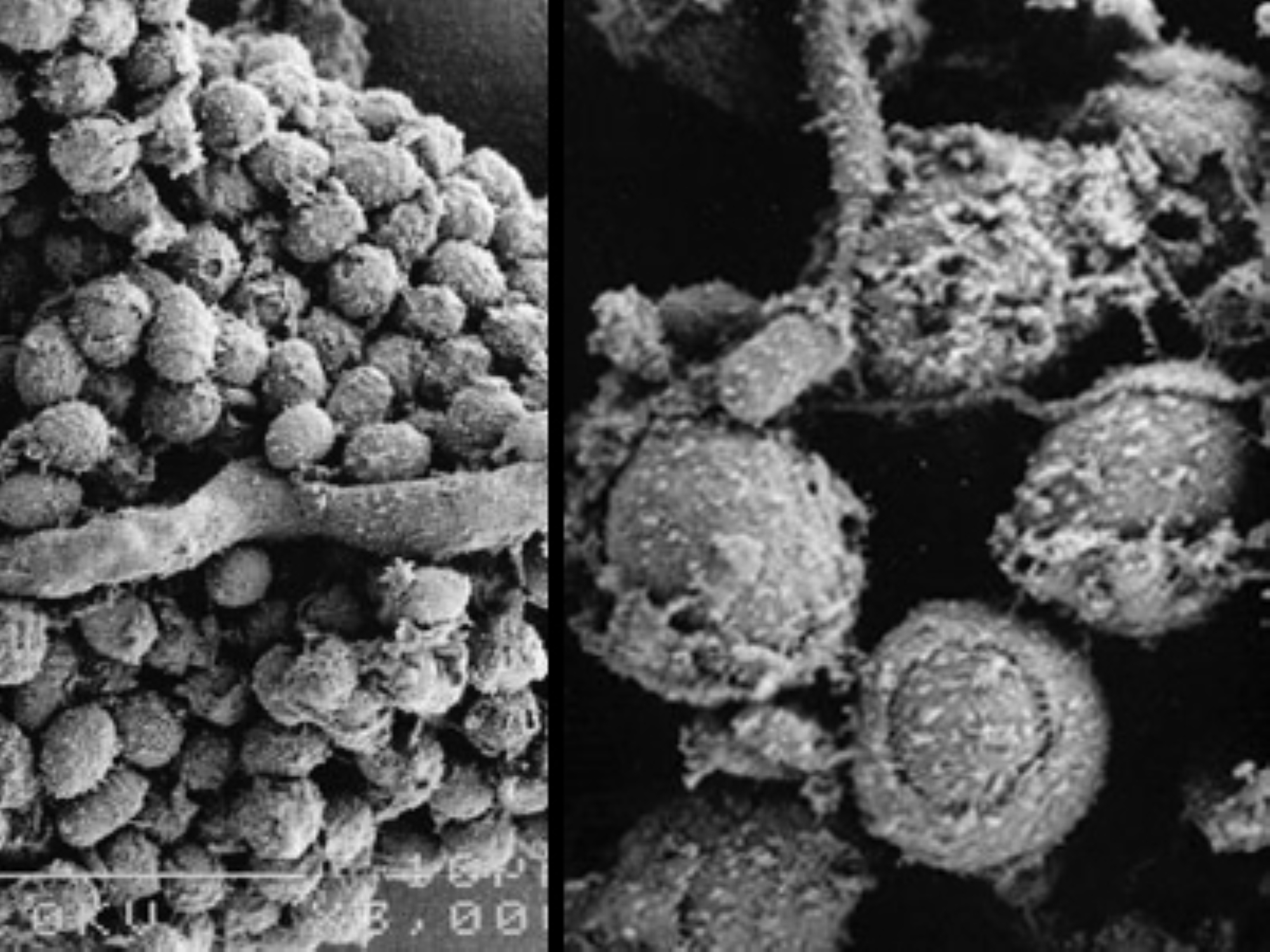 Can Air Quality Monitors Detect Mold?